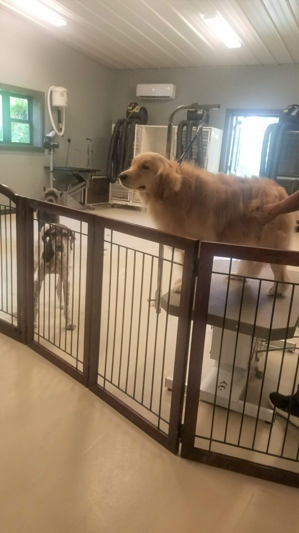 Tour of Mountain Dog Spa – Mountain Dog Spa